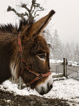 「Stolidly」の画像 - 1,260 件の Stock 写真、ベクターおよびビデオ | Adobe Stock