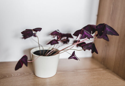 รูปภาพTriangularis – เลือกดูภาพถ่ายสต็อก เวกเตอร์ และวิดีโอ1,233 ...