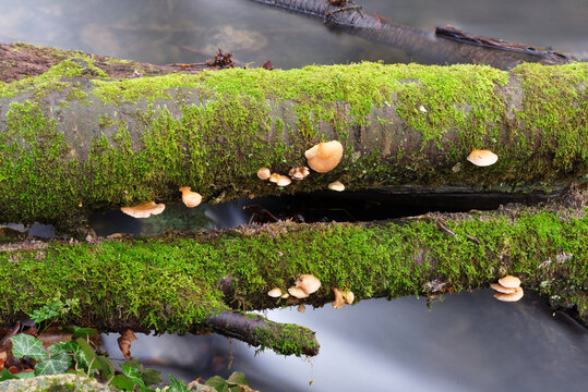 Vermooster-Bilder: Stock-Fotos & -Videos. | Adobe Stock