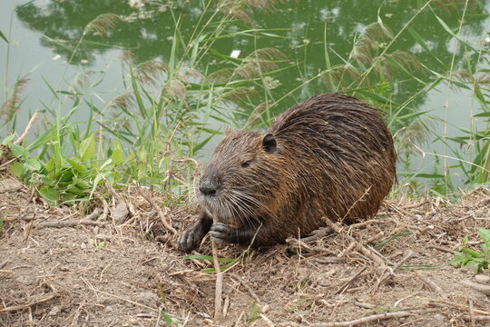 「Nutria」の写真素材 | 11,728件の無料イラスト画像 | Adobe Stock
