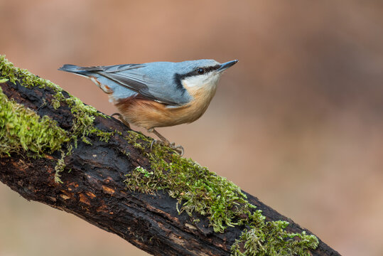 Nuthatch Images – Browse 23,532 Stock Photos, Vectors, and Video ...