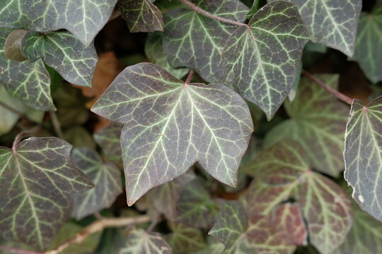 Efeuranken Bilder – Durchsuchen 3,980 Archivfotos, Vektorgrafiken und ...