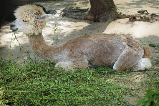 รูปภาพStarveling – เลือกดูภาพถ่ายสต็อก เวกเตอร์ และวิดีโอ456 | Adobe Stock