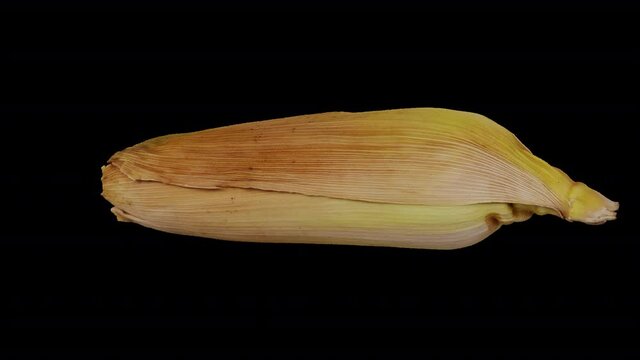 "On The Cob" Images – Browse 134 Stock Photos, Vectors, and Video ...