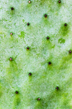 Imagens de Cladophyll – Explore Fotografias do Stock, Vetores e Vídeos ...