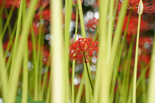 Manjushage Images – Browse 44 Stock Photos, Vectors, and Video | Adobe ...