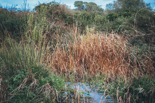 Maleza Images – Browse 1,238 Stock Photos, Vectors, and Video | Adobe Stock