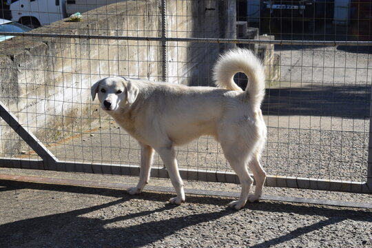 "Male Dog" Images – Browse 4,127 Stock Photos, Vectors, and Video ...