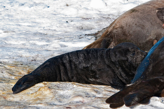 Mirunga Images – Browse 10 Stock Photos, Vectors, and Video | Adobe Stock