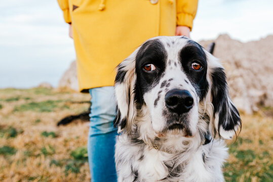 Can Dogs Have Lazy Eyes