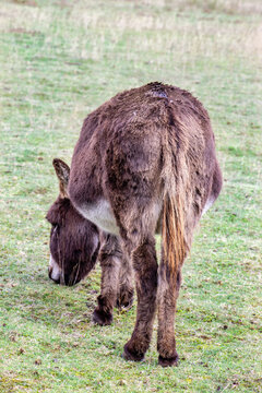 Donkey Rear End