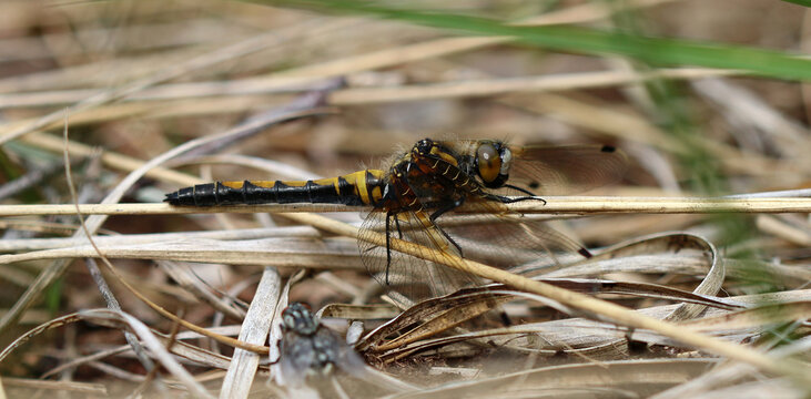 Odonate Bilder – Durchsuchen 48,612 Archivfotos, Vektorgrafiken und ...