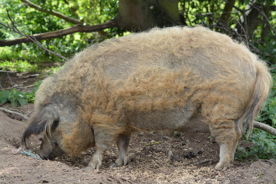 Mangalitsa Images – Browse 757 Stock Photos, Vectors, and Video | Adobe ...