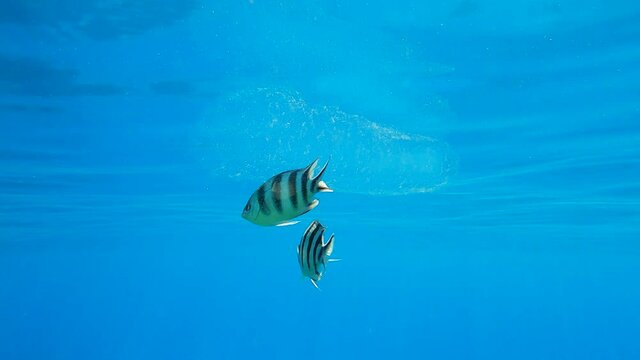 Pyrosomida bilder – Bläddra bland 58 stockfoton, vektorer och videor ...