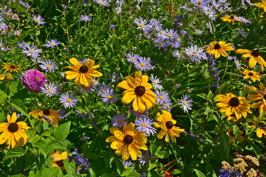 "Flower Boder" Images – Browse 9 Stock Photos, Vectors, and Video ...