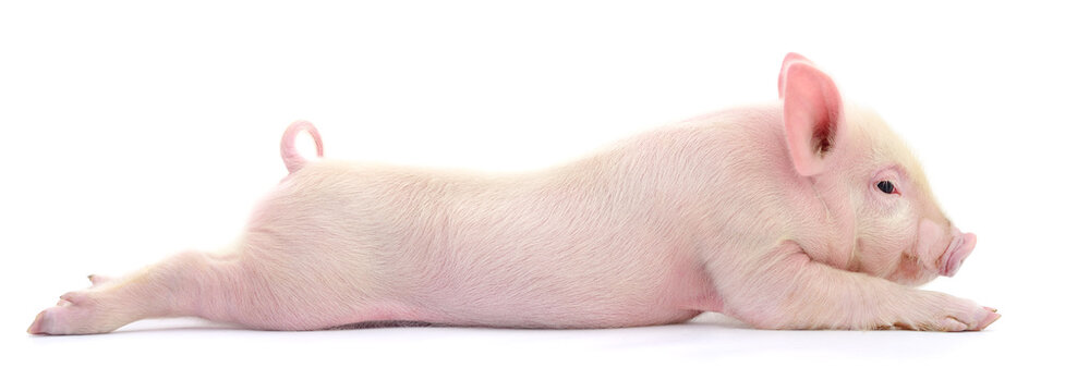 Ferkel-Bilder: Stock-Fotos & -Videos. | Adobe Stock