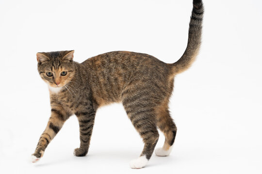 Cat Walking White Background Images – Browse 77,490 Stock Photos ...