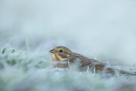Trznadel 画像 - 参照 88 Stock 写真、ベクターおよびビデオ | Adobe Stock