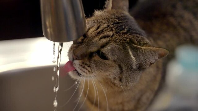 Untrained Images – Browse 535 Stock Photos, Vectors, and Video | Adobe ...