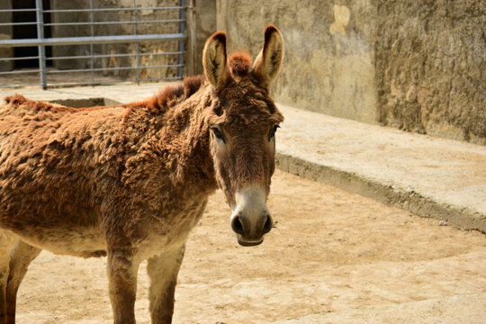 "Brown Donkey" Images – Browse 198 Stock Photos, Vectors, and Video ...