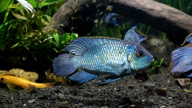 Acara Images – Parcourir 148 le catalogue de photos, vecteurs et vidéos ...