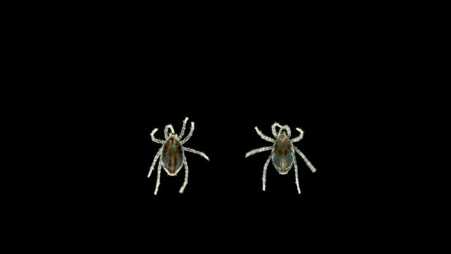 Prostigmata Bilder – Durchsuchen 225 Archivfotos, Vektorgrafiken und ...