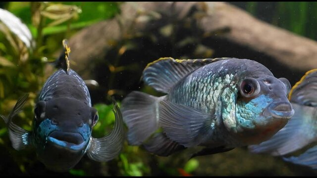 Acara Images – Browse 175 Stock Photos, Vectors, and Video | Adobe Stock