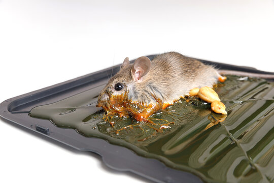 Entrap Images – Parcourir 34,643 le catalogue de photos, vecteurs et ...