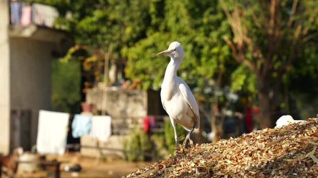 Bagula Images – Browse 74 Stock Photos, Vectors, and Video | Adobe Stock