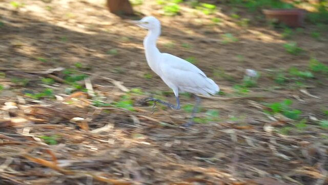 Bagula Images – Browse 74 Stock Photos, Vectors, and Video | Adobe Stock