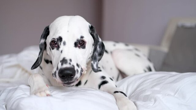 Dalmations Imagens – Procure 84,623 fotos, vetores e vídeos | Adobe Stock