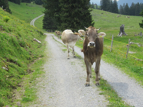 รูปภาพAlpenmilch – เลือกดูภาพถ่ายสต็อก เวกเตอร์ และวิดีโอ297 | Adobe Stock
