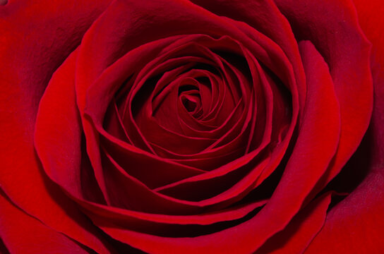 รูปภาพRose-Flower – เลือกดูภาพถ่ายสต็อก เวกเตอร์ และวิดีโอ161 | Adobe Stock