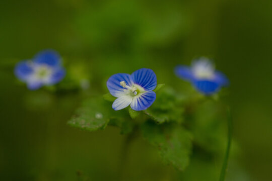 "Persian Speedwell" Bilder – Durchsuchen 25,837 Archivfotos ...