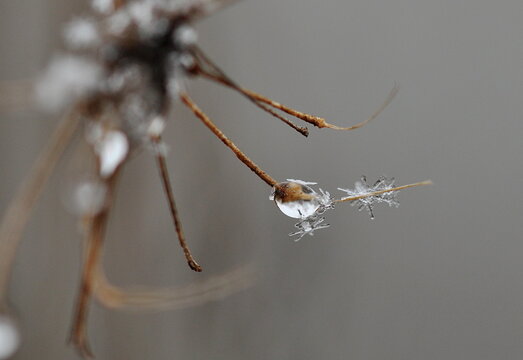 รูปภาพMoskito – เลือกดูภาพถ่ายสต็อก เวกเตอร์ และวิดีโอ2,809 | Adobe Stock