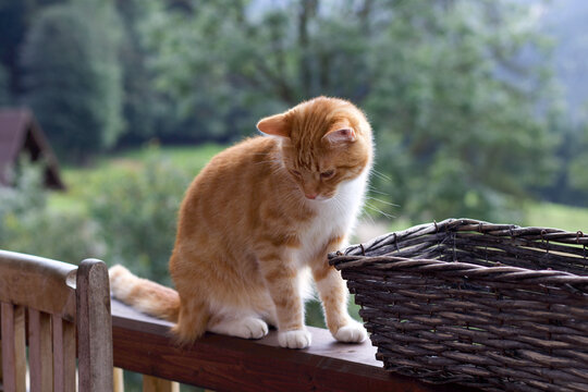 "One Cat" Bilder – Durchsuchen 499 Archivfotos, Vektorgrafiken und ...