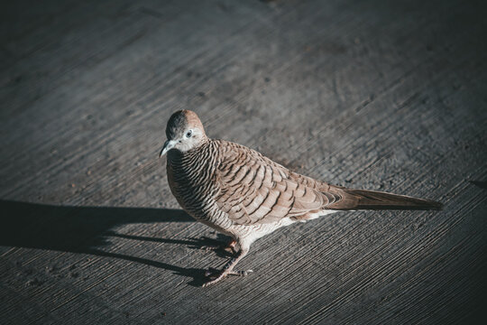 รูปภาพKurokutok – เลือกดูภาพถ่ายสต็อก เวกเตอร์ และวิดีโอ1,546 | Adobe Stock