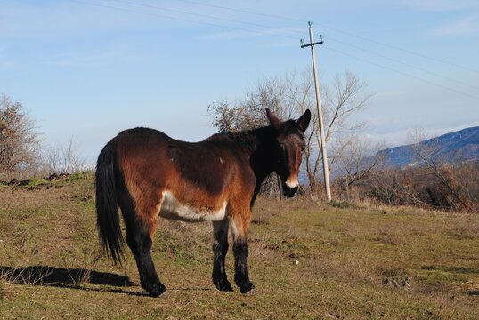 Mulo Images – Browse 659 Stock Photos, Vectors, and Video | Adobe Stock