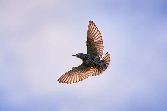 European Starling Flying