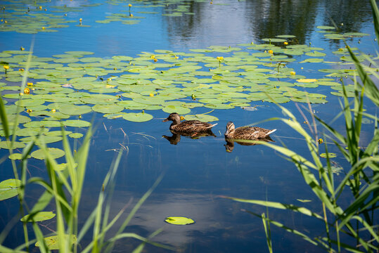 「Dack」の画像 - 595 件の Stock 写真、ベクターおよびビデオ | Adobe Stock