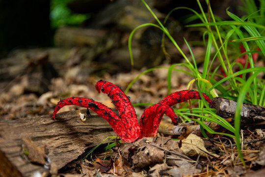 รูปภาพMischmasch – เลือกดูภาพถ่ายสต็อก เวกเตอร์ และวิดีโอ92 | Adobe Stock