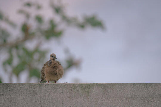 Roofvogel Bilder – Durchsuchen 77,434 Archivfotos, Vektorgrafiken und Videos | Adobe Stock