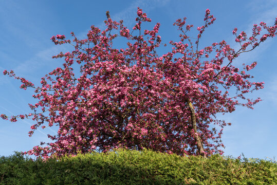 Zierapfelbaum-Bilder: Stock-Fotos & -Videos. | Adobe Stock