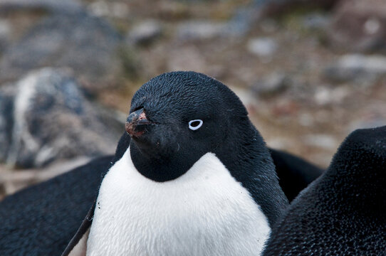 Pingwin Imagens – Procure 435 fotos, vetores e vídeos | Adobe Stock