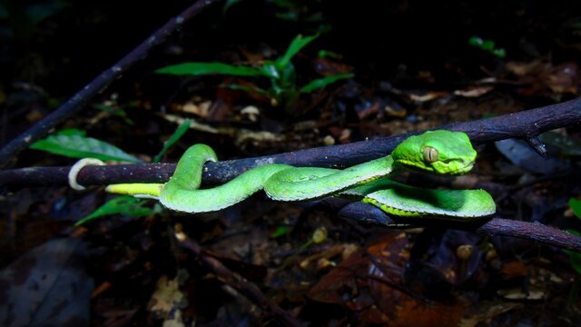 Pit-Viper Images – Browse 48 Stock Photos, Vectors, and Video | Adobe Stock