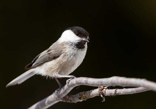 Montanus Bilder – Durchsuchen 5,586 Archivfotos, Vektorgrafiken und ...