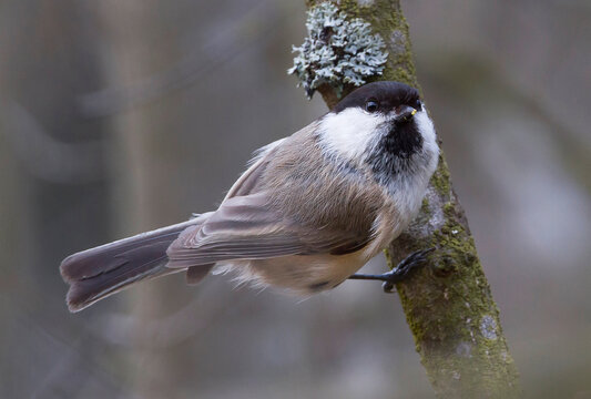 Matkop Bilder – Durchsuchen 62 Archivfotos, Vektorgrafiken und Videos ...