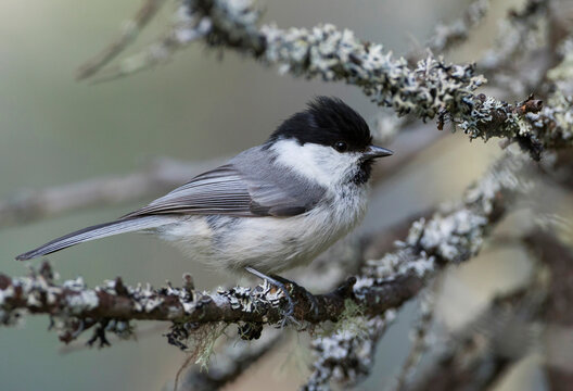 Matkop Bilder – Durchsuchen 62 Archivfotos, Vektorgrafiken und Videos ...