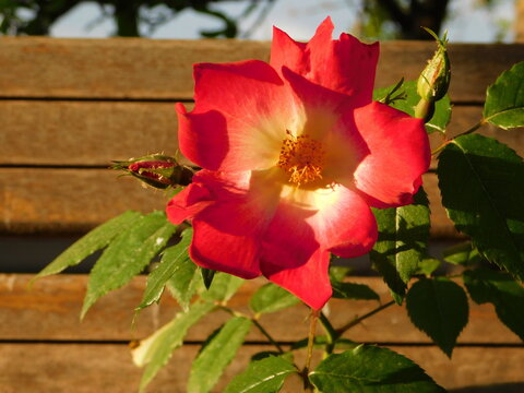 รูปภาพ"Shrub Rose" – เลือกดูภาพถ่ายสต็อก เวกเตอร์ และวิดีโอ747 | Adobe ...