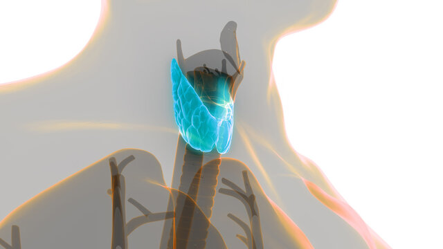 Myxedema Bilder – Durchsuchen 349 Archivfotos, Vektorgrafiken und ...